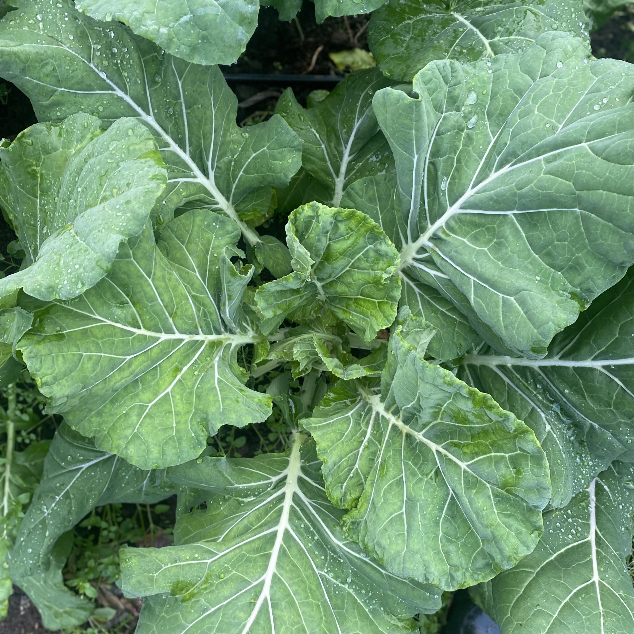 Organic Collard Seed - Willis