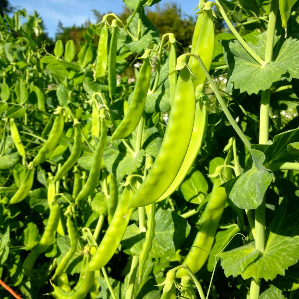 Organic Snap Pea Seed - Cascadia