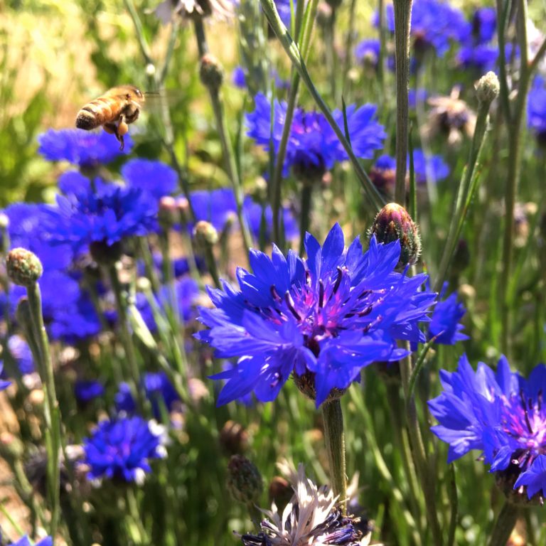 Borage - Deep Harvest Farm