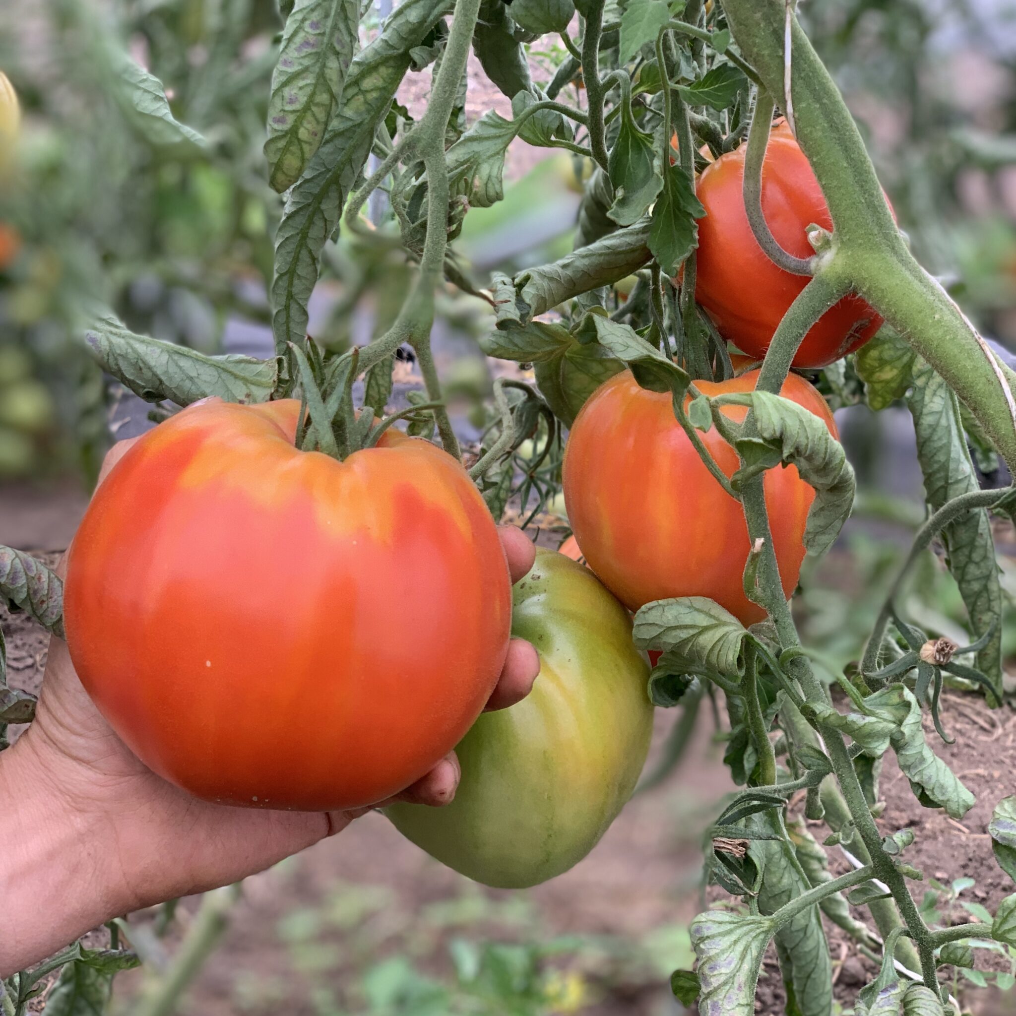 Heirloom Tomato Plant Heirloom Tomato Plant