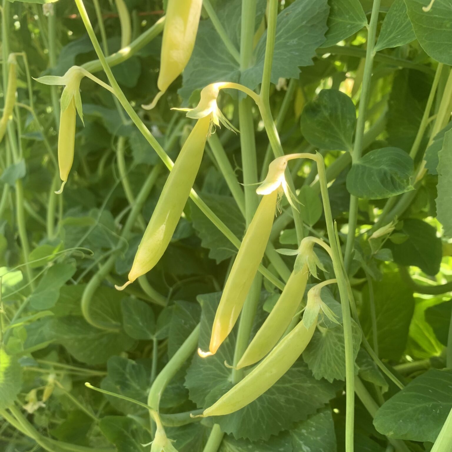 Organic Snap Pea - Opal Creek