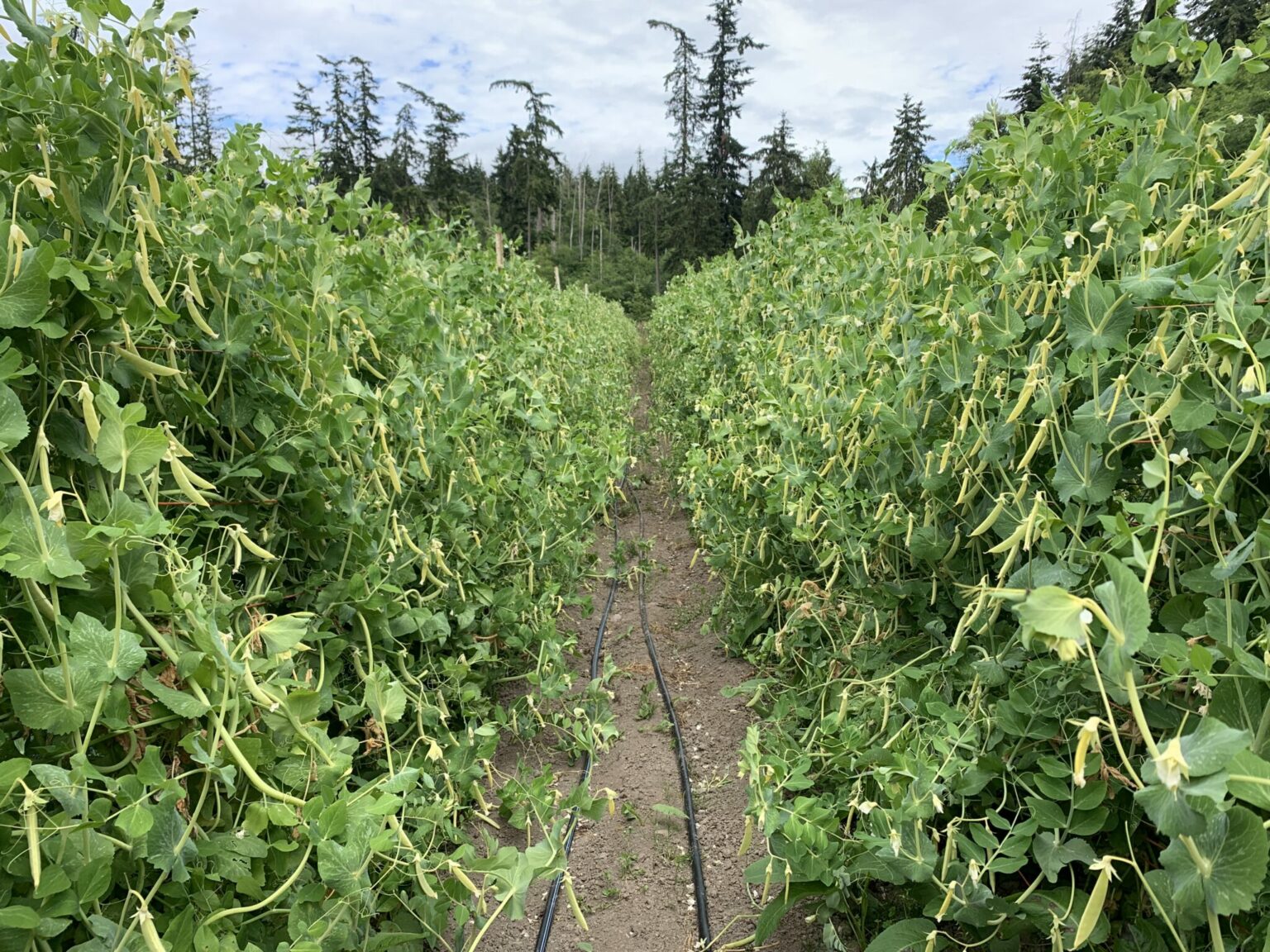Organic Snap Pea - Opal Creek