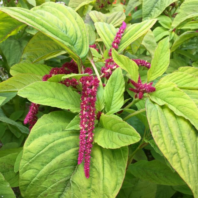 Borage - Deep Harvest Farm