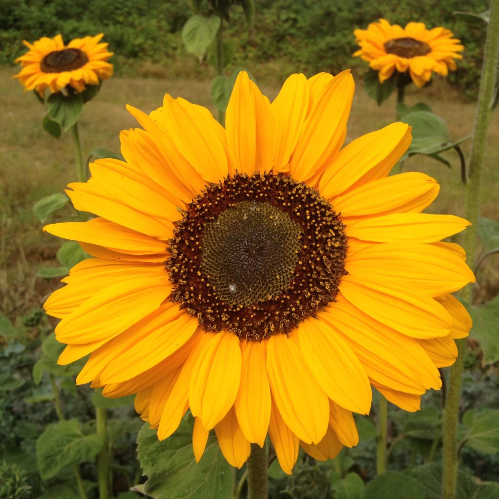 Organic Sunflower Seed - Soraya