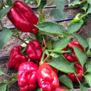 Mini Red Bell Pepper – Deep Harvest Farm