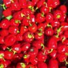 Organic Pepper Seed - Miniature Red Bell